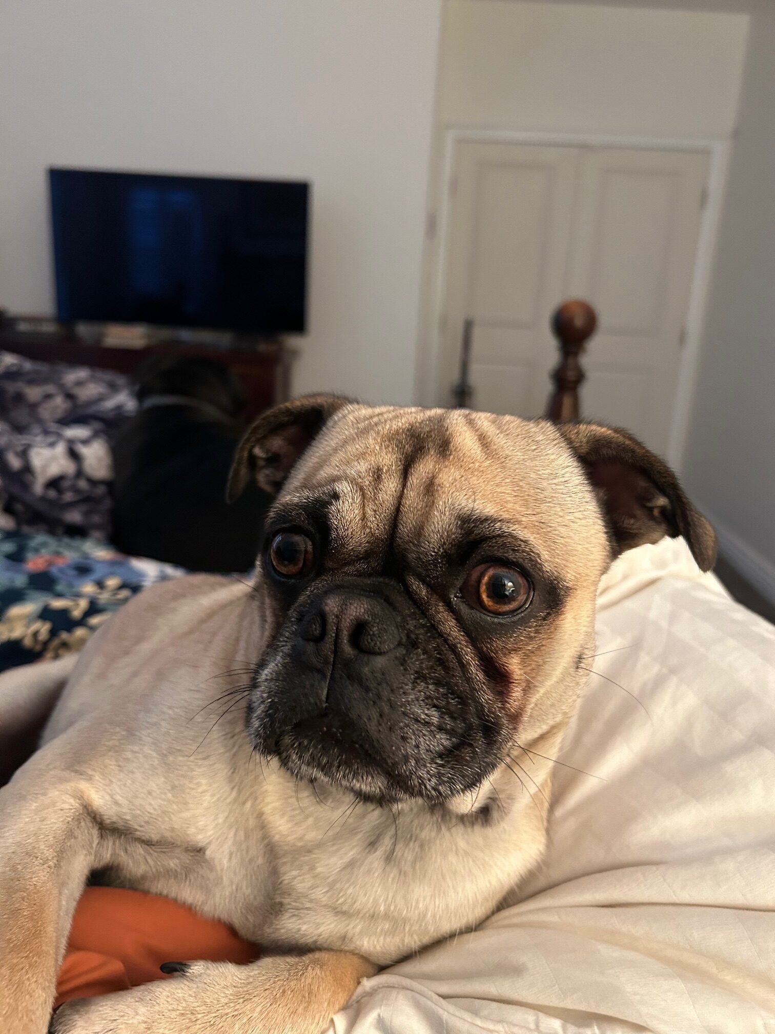 MJ (Max Junior) – Church of Pug