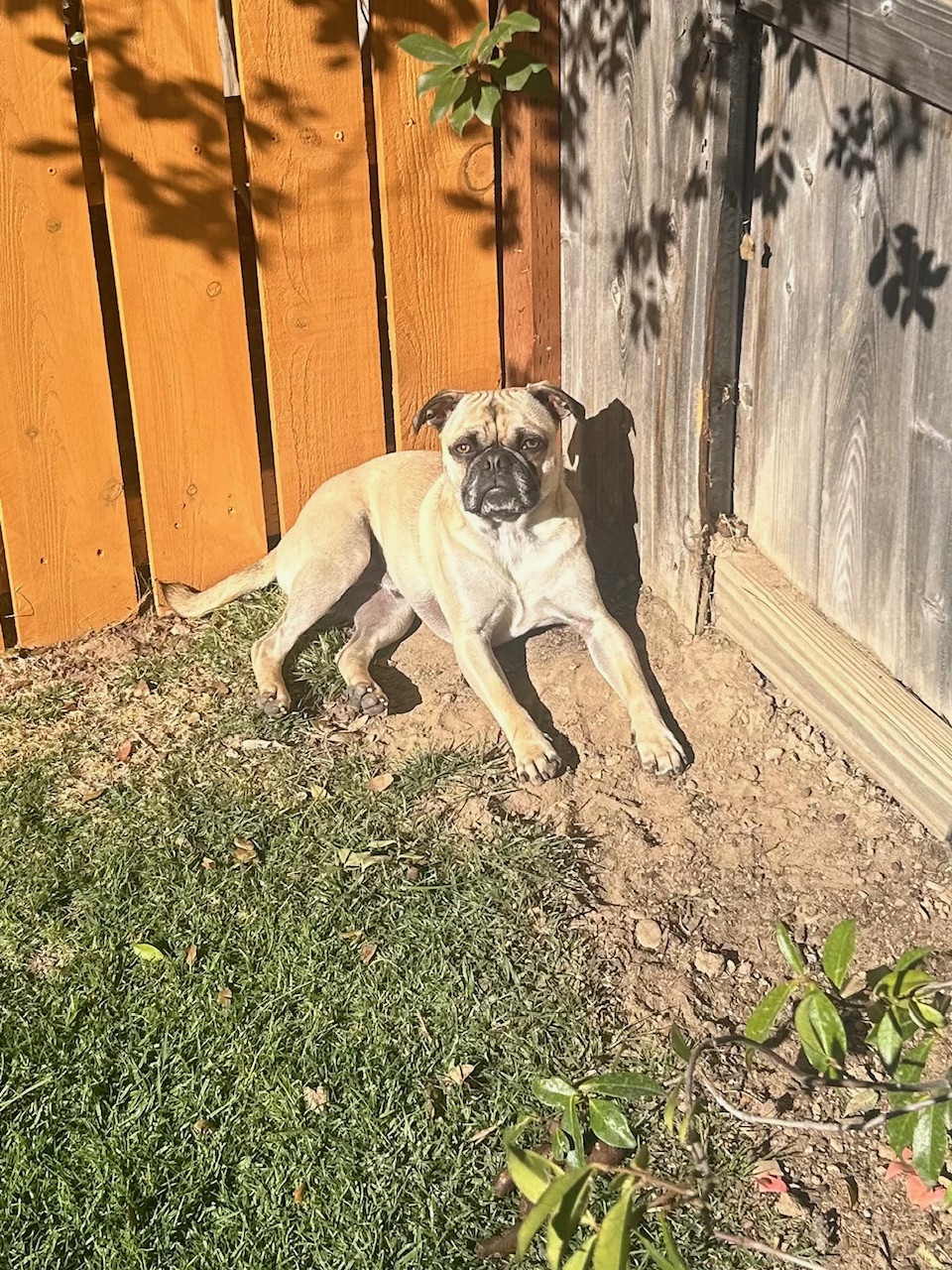 MJ (Max Junior) – Church of Pug