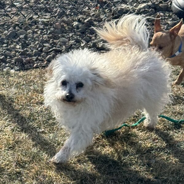 Available Dogs – Church of Pug