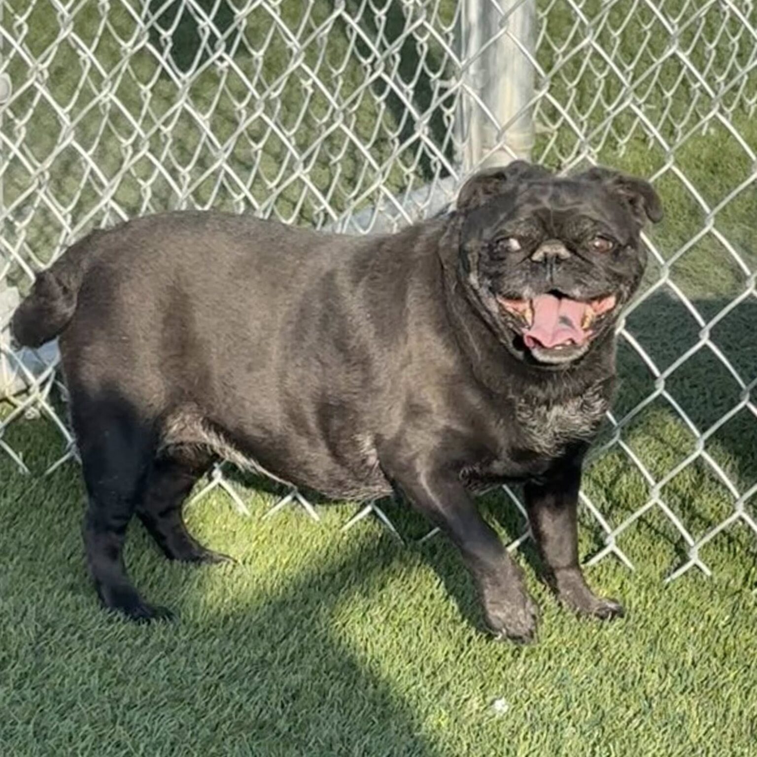 Available Dogs – Church of Pug
