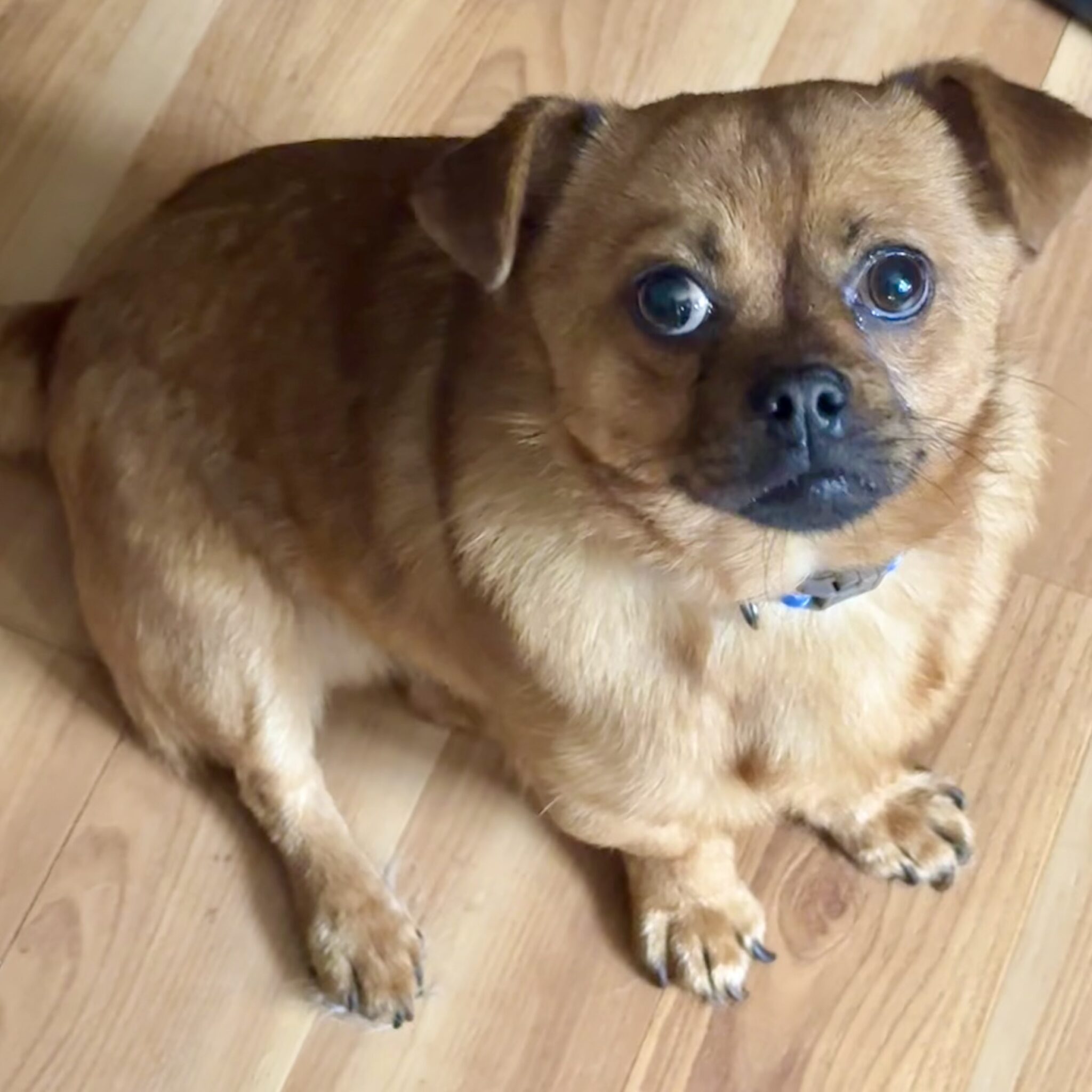 Available Dogs – Church of Pug