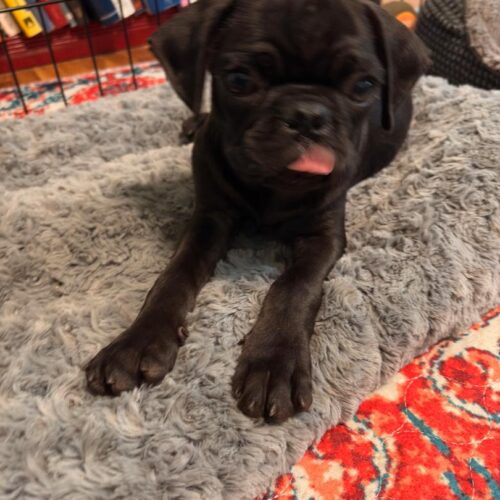 Available Dogs – Church of Pug