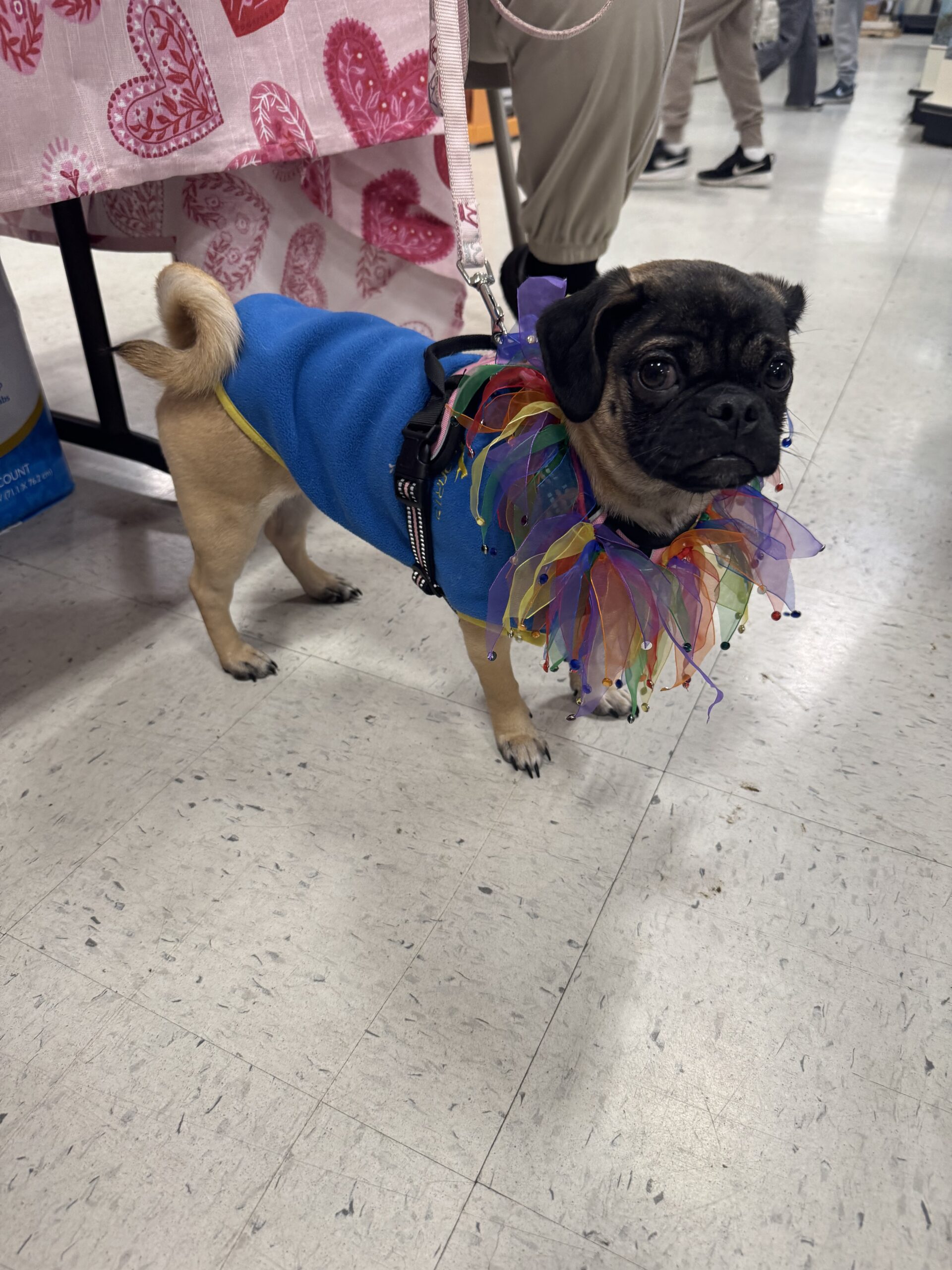Myrtle – Church of Pug
