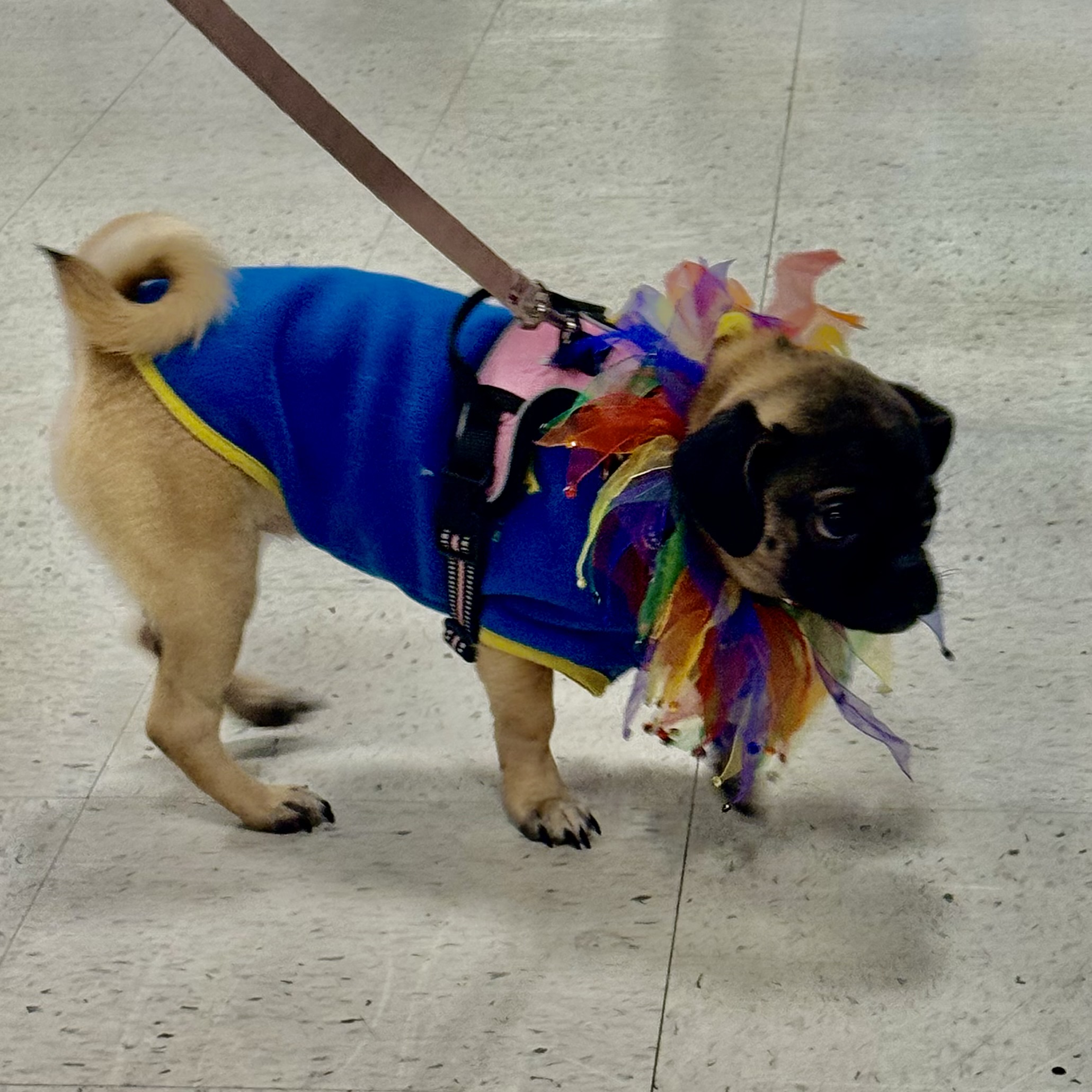 Myrtle – Church of Pug
