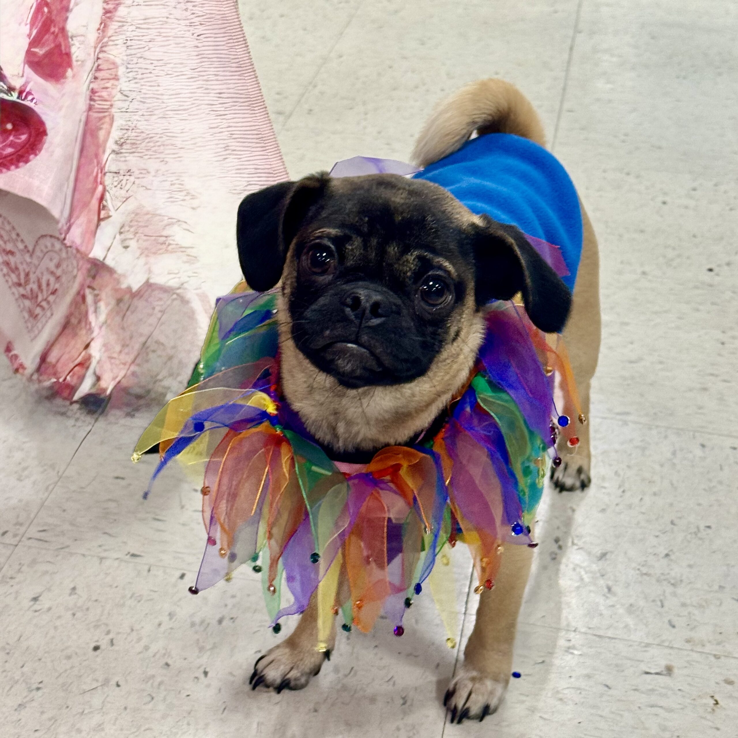Myrtle – Church of Pug