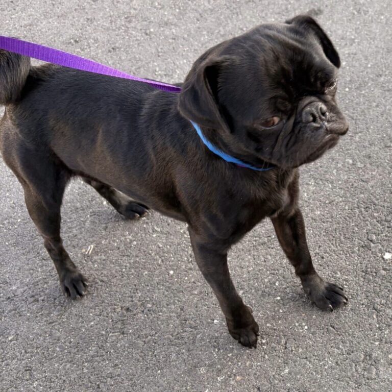 Available Dogs – Church of Pug
