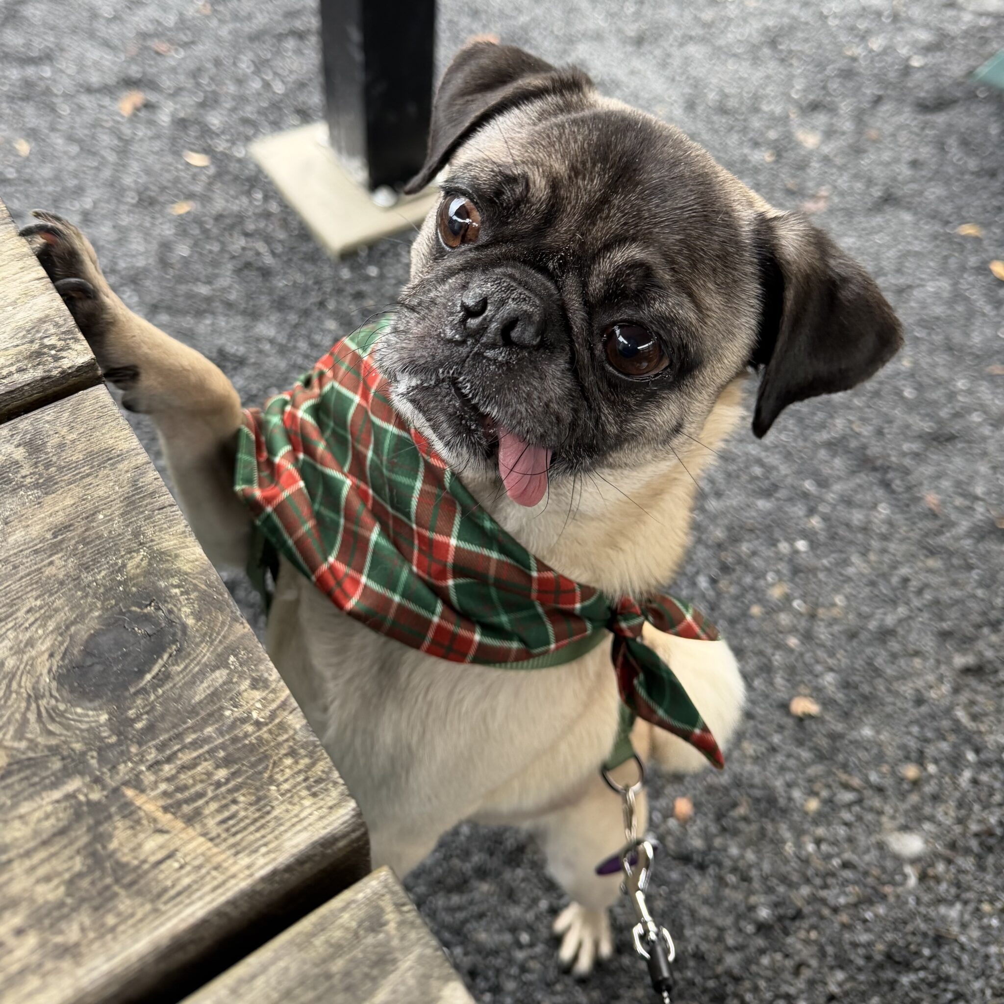 Available Dogs – Church of Pug